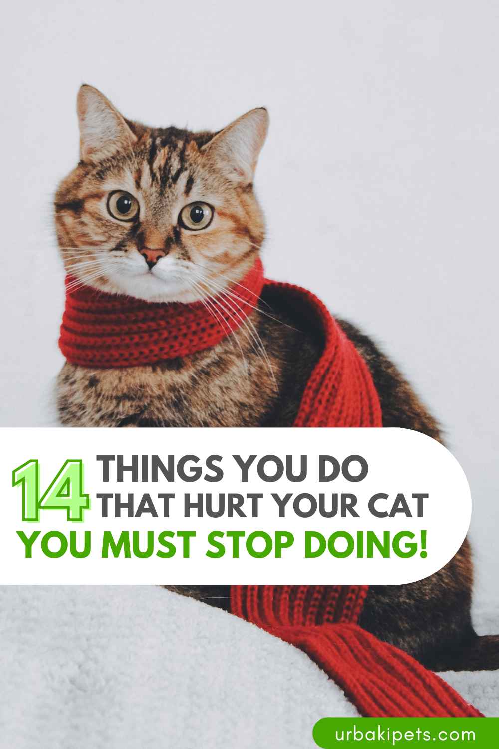 14 Things You Do That Hurt Your Cat You Must Stop Doing Urbaki Pets