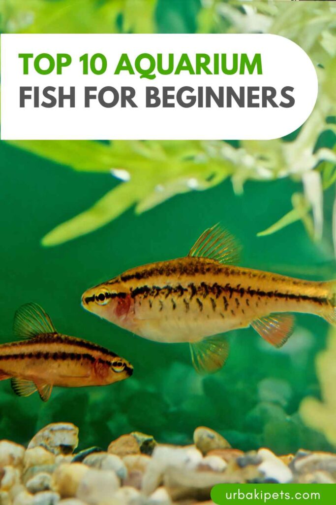 Your First Aquarium! Top 10 Aquarium Fish For Beginners – Urbaki Pets