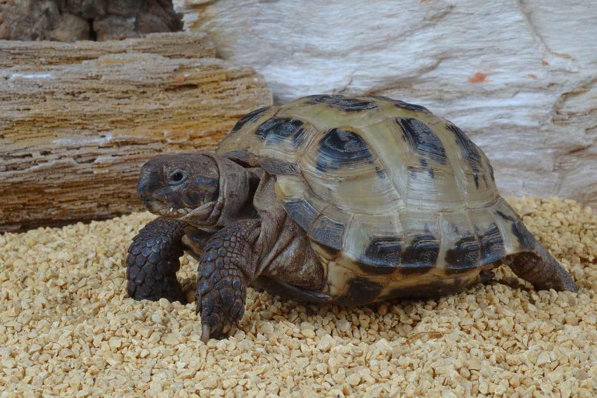 Top 5 Easy Handling Reptiles – Urbaki Pets