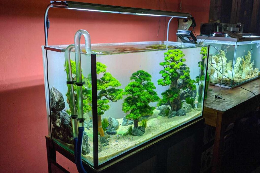 Your First Aquarium! Top 10 Aquarium Fish For Beginners – Urbaki Pets