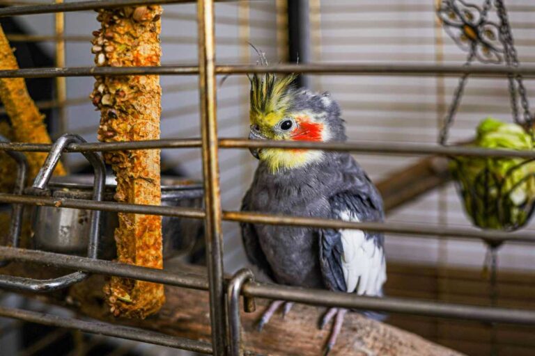 5 Critical Signs Your Pet Bird Needs Immediate Vet Care – Urbaki Pets