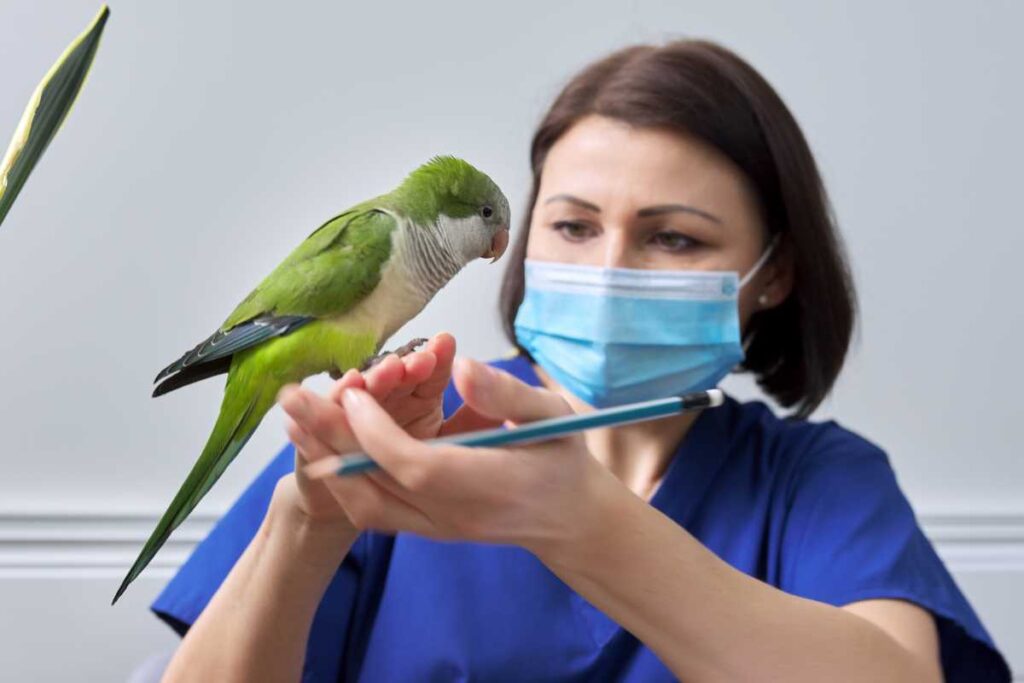 5 Critical Signs Your Pet Bird Needs Immediate Vet Care – Urbaki Pets