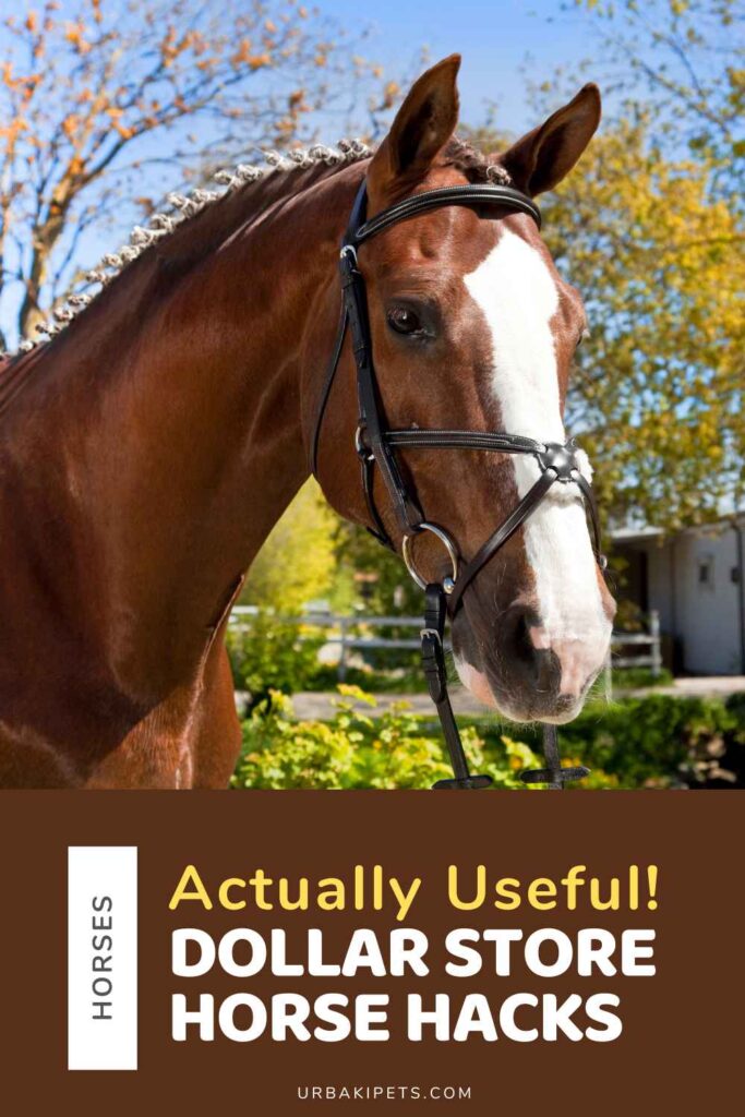 Actually Useful! Dollar Store Horse Hacks – Urbaki Pets