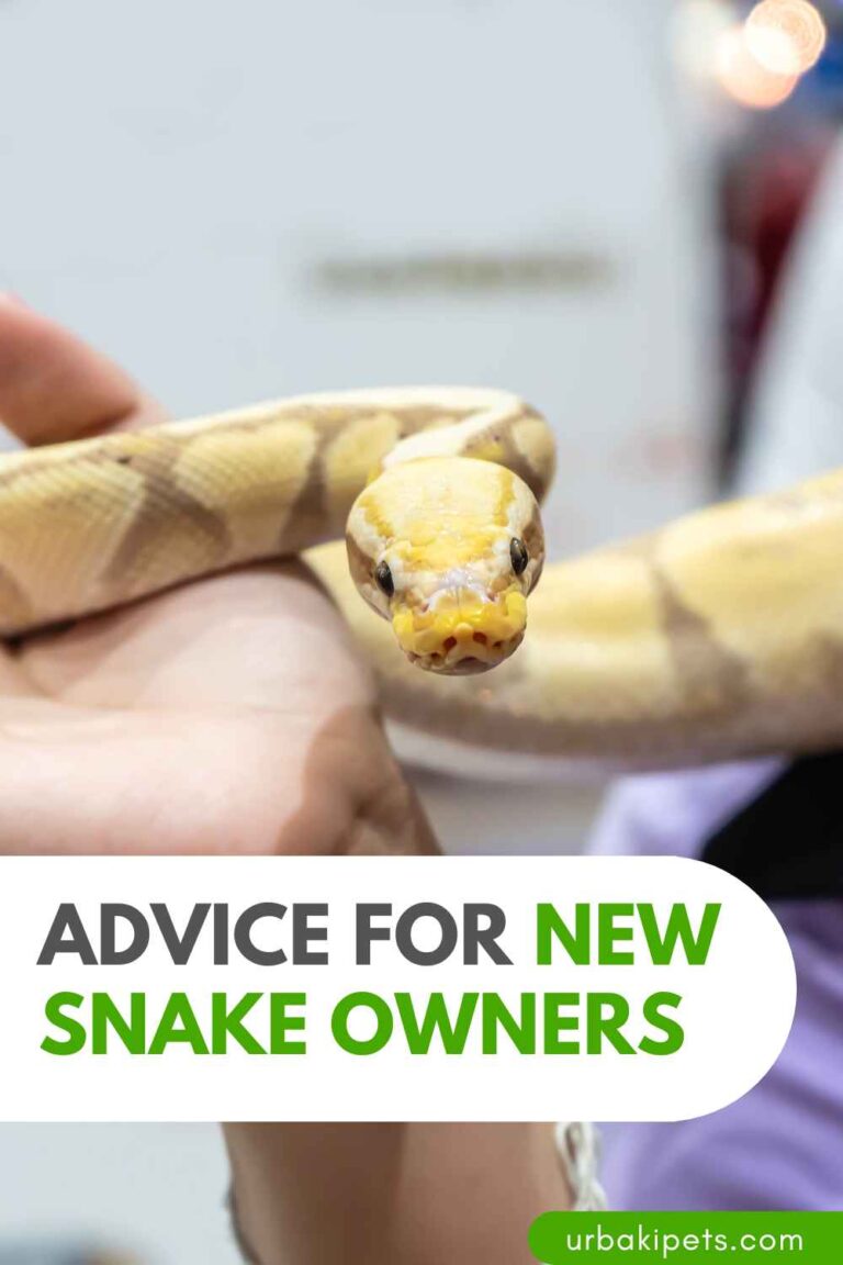 Advice For New Snake Owners – Urbaki Pets