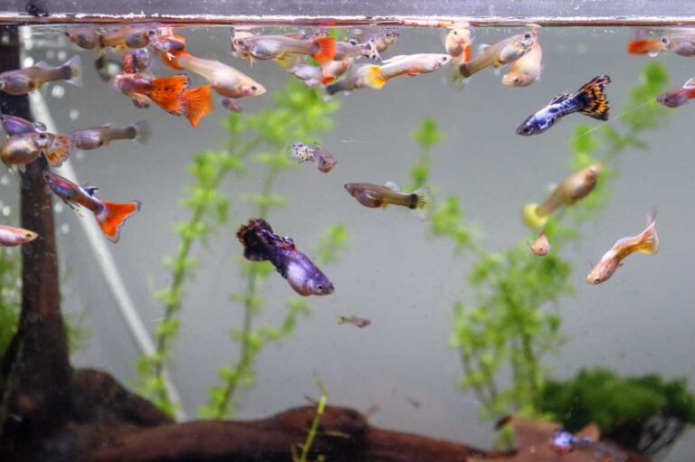Budget-Friendly Aquarium: 10 Cheapest Pet Fish to Own – Urbaki Pets
