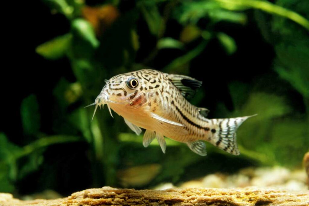 Budget-Friendly Aquarium: 10 Cheapest Pet Fish to Own – Urbaki Pets