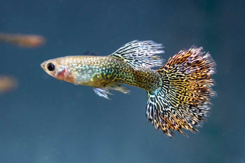 Budget-Friendly Aquarium: 10 Cheapest Pet Fish to Own – Urbaki Pets