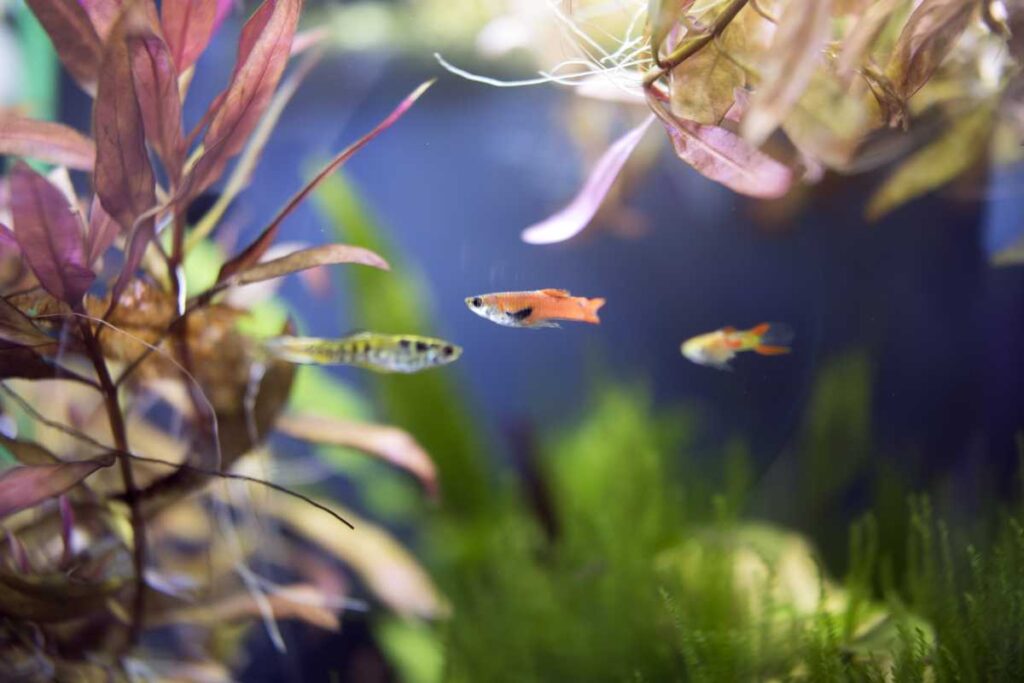 Budget-Friendly Aquarium: 10 Cheapest Pet Fish to Own – Urbaki Pets
