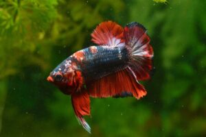 Budget-Friendly Aquarium: 10 Cheapest Pet Fish to Own – Urbaki Pets