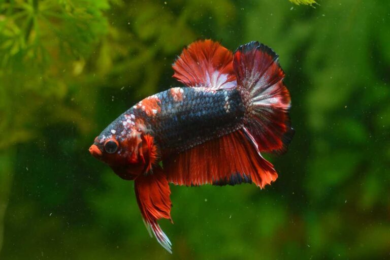 Budget-Friendly Aquarium: 10 Cheapest Pet Fish to Own – Urbaki Pets