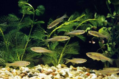 Budget-Friendly Aquarium: 10 Cheapest Pet Fish to Own – Urbaki Pets