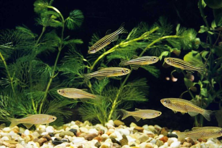 Budget-Friendly Aquarium: 10 Cheapest Pet Fish to Own – Urbaki Pets