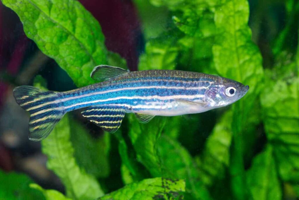 Budget-Friendly Aquarium: 10 Cheapest Pet Fish to Own – Urbaki Pets