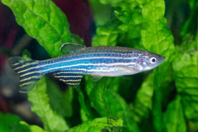 Budget-Friendly Aquarium: 10 Cheapest Pet Fish to Own – Urbaki Pets