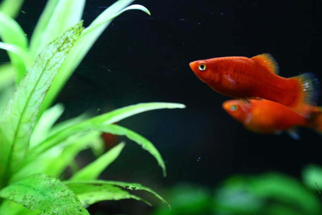 Budget-Friendly Aquarium: 10 Cheapest Pet Fish to Own – Urbaki Pets