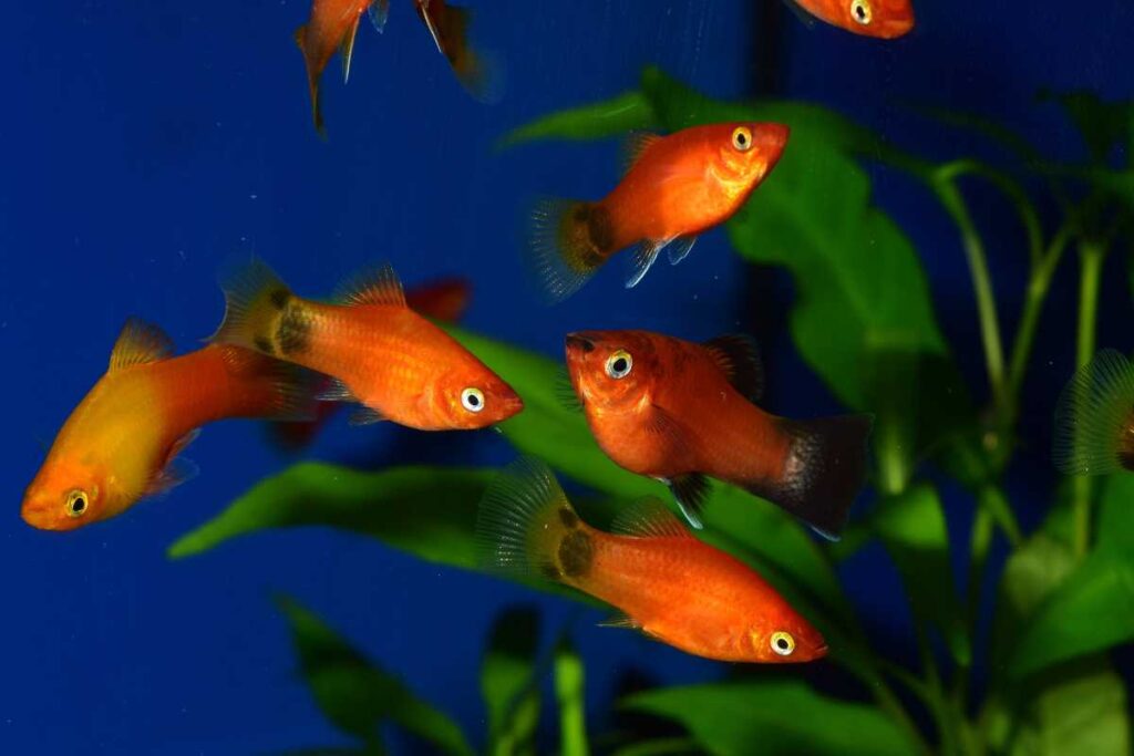 Budget-Friendly Aquarium: 10 Cheapest Pet Fish to Own – Urbaki Pets