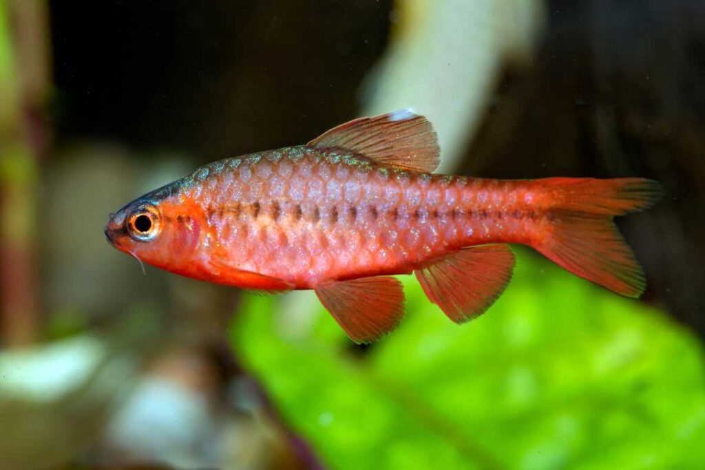 Budget-Friendly Aquarium: 10 Cheapest Pet Fish to Own – Urbaki Pets