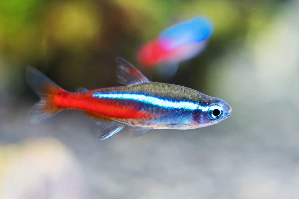 Budget-Friendly Aquarium: 10 Cheapest Pet Fish to Own – Urbaki Pets