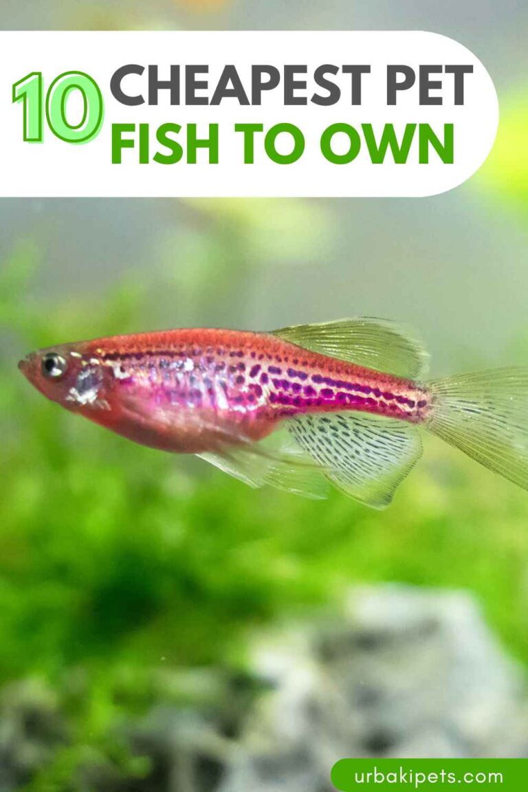 Budget-Friendly Aquarium: 10 Cheapest Pet Fish to Own – Urbaki Pets