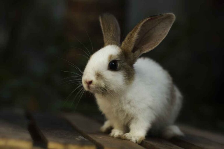 How To Groom Your Rabbit! – Urbaki Pets