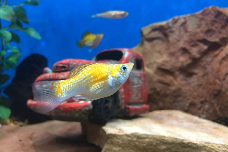 Budget-Friendly Aquarium: 10 Cheapest Pet Fish to Own – Urbaki Pets