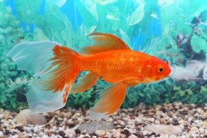 Budget-Friendly Aquarium: 10 Cheapest Pet Fish to Own – Urbaki Pets