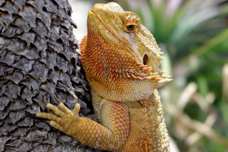 The Best Pet Reptiles for Under $50 – Urbaki Pets
