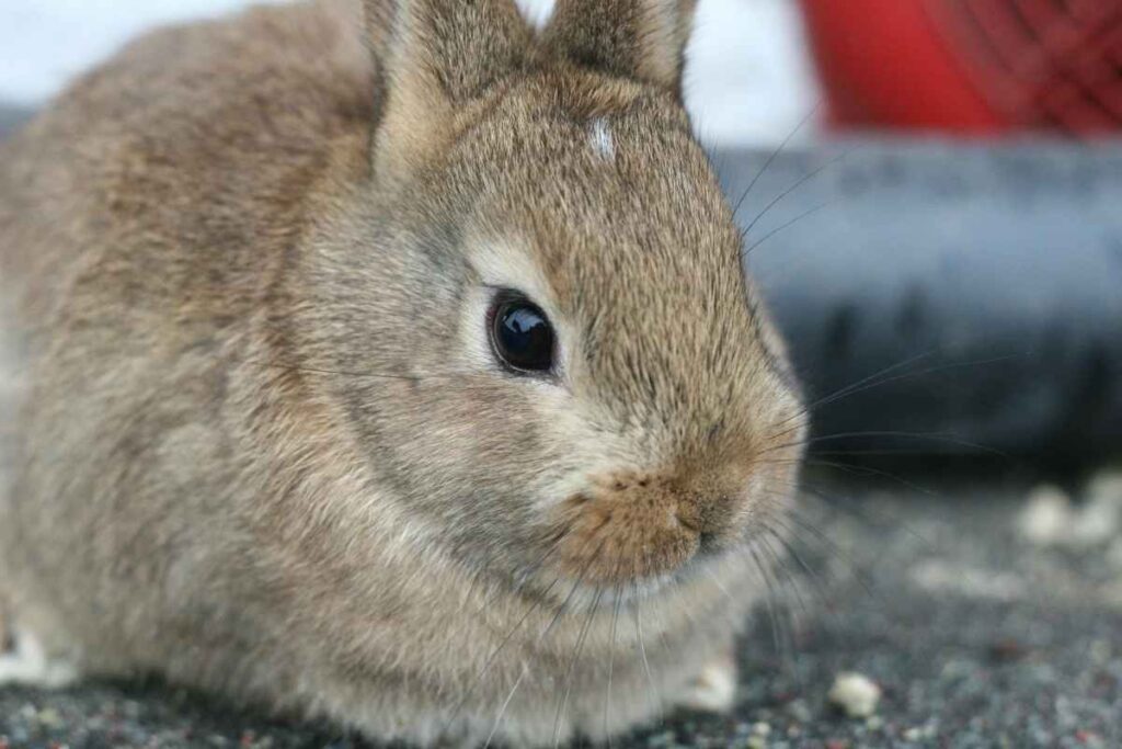 How To Groom Your Rabbit! – Urbaki Pets