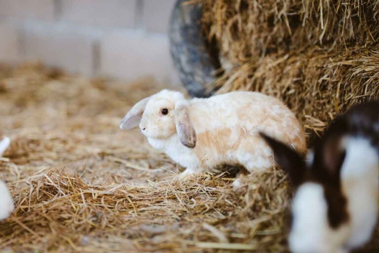 How to Train Your Rabbit: 4 Easy Tricks to Try – Urbaki Pets