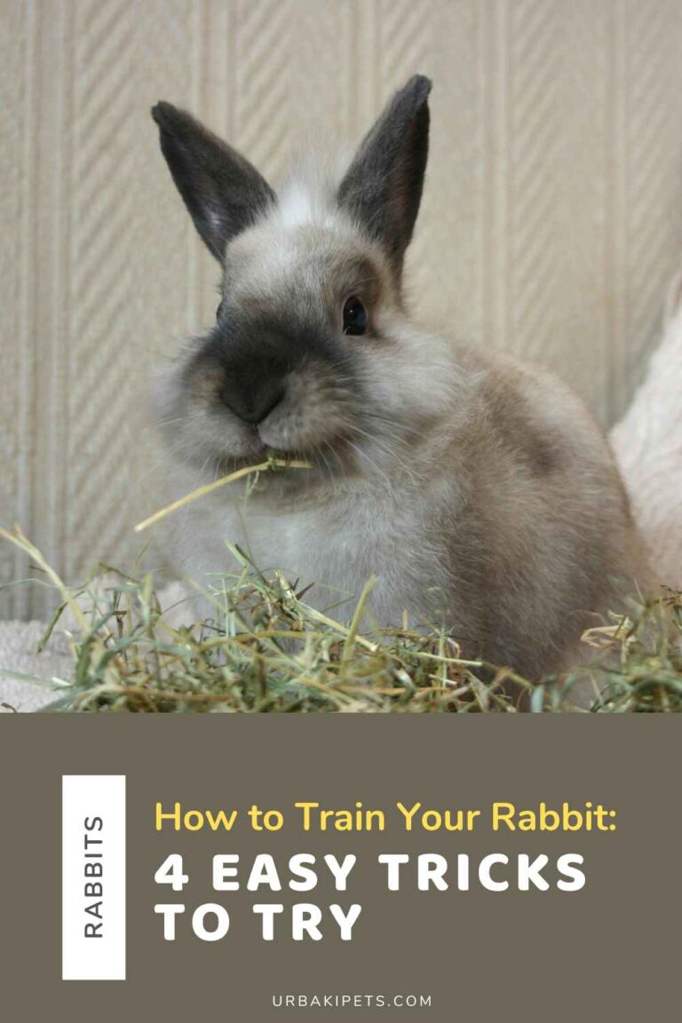 How to Train Your Rabbit: 4 Easy Tricks to Try – Urbaki Pets