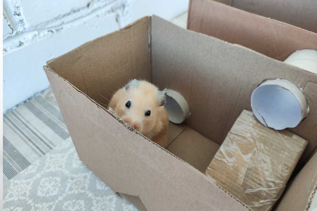 5 Easy DIY Hamster Toys – Urbaki Pets