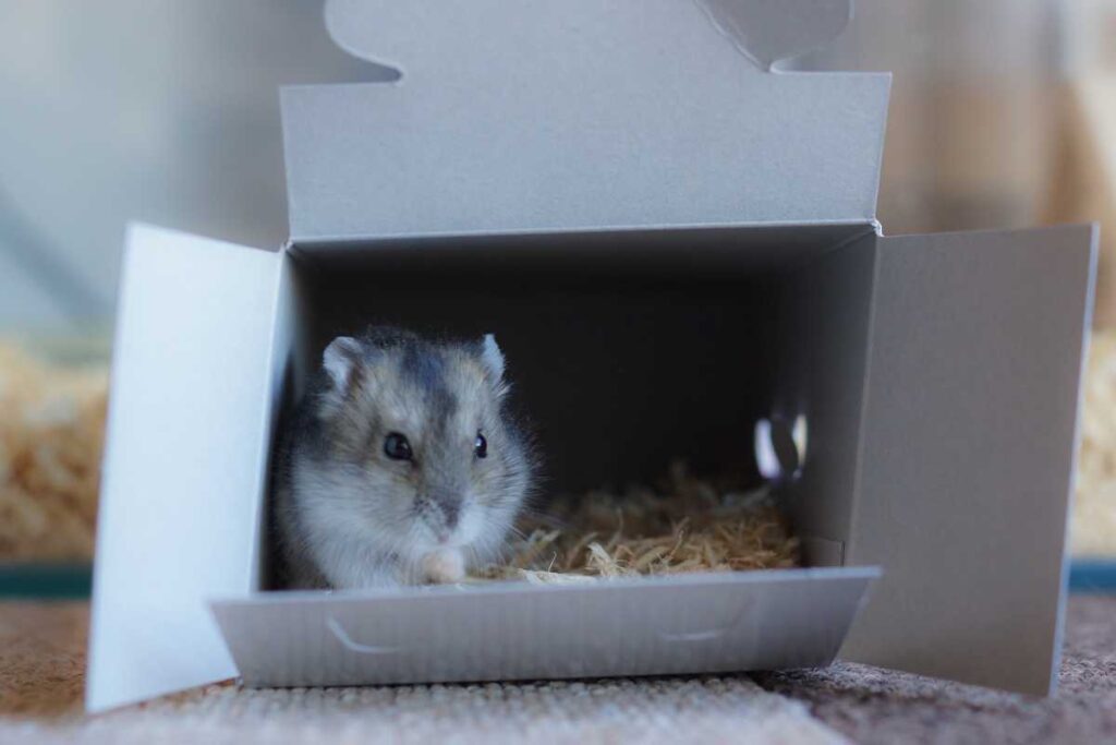 5 Easy DIY Hamster Toys – Urbaki Pets
