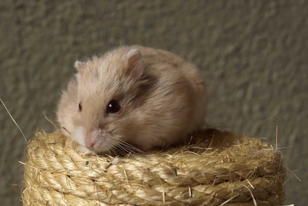 5 Easy DIY Hamster Toys – Urbaki Pets