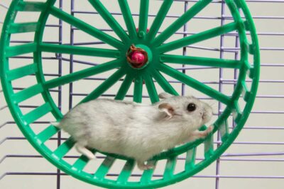 5 Easy DIY Hamster Toys – Urbaki Pets