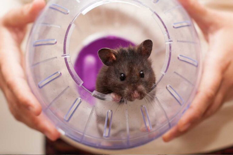 5 Easy DIY Hamster Toys – Urbaki Pets