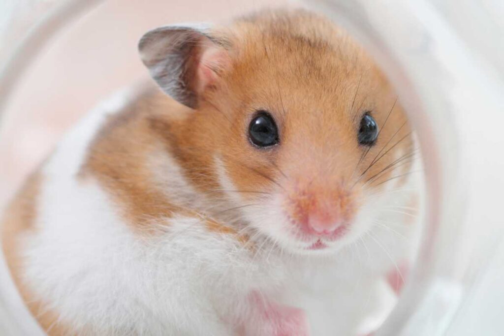 5 Easy DIY Hamster Toys – Urbaki Pets