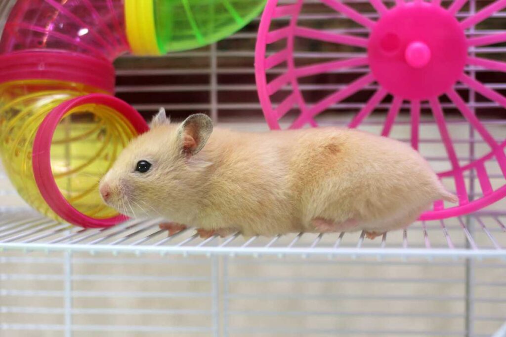 5 Easy DIY Hamster Toys – Urbaki Pets