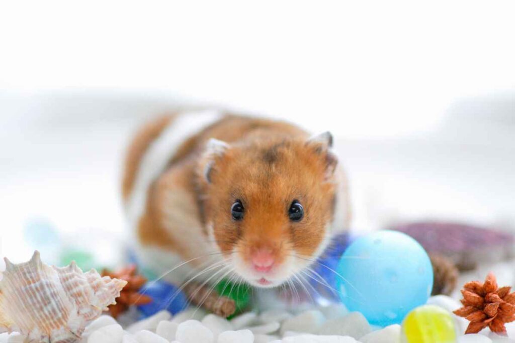 5 Easy DIY Hamster Toys – Urbaki Pets