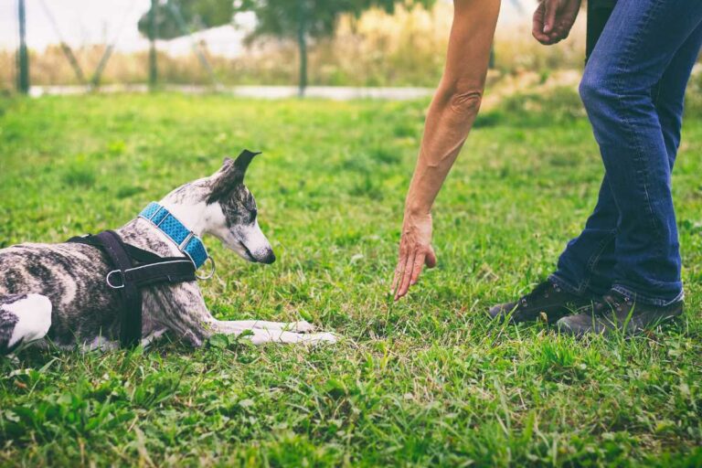 Dog Tricks Anyone Can Learn: Simple and Fun Training Tips – Urbaki Pets