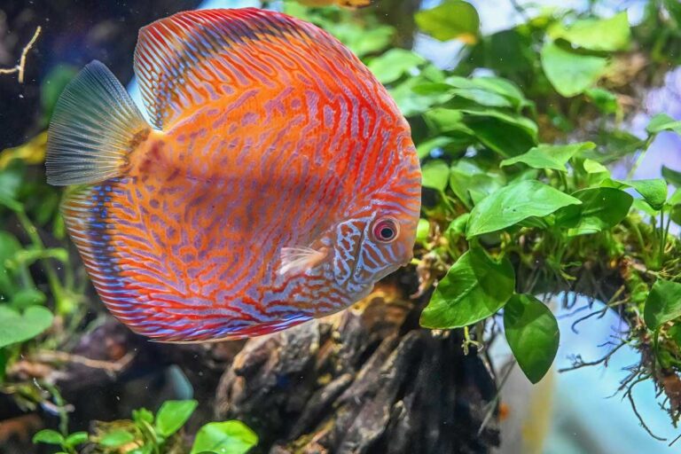 How to Keep Discus Fish: A Comprehensive Guide – Urbaki Pets