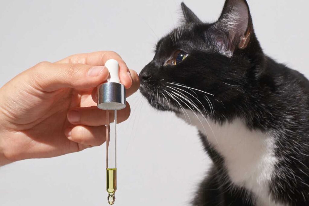 3 Supplements Every Pet Owner NEEDS To Know About – Urbaki Pets