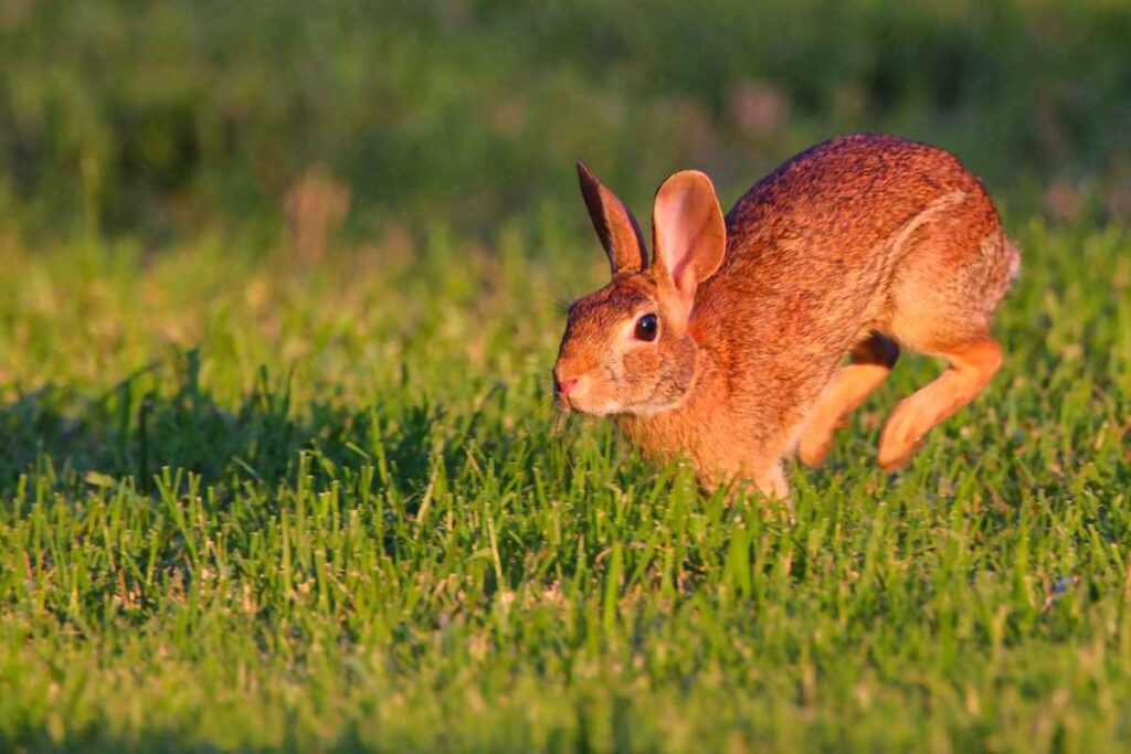 Rabbit Jumping: How to Get Started – Urbaki Pets