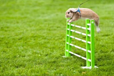 Rabbit Jumping: How to Get Started – Urbaki Pets