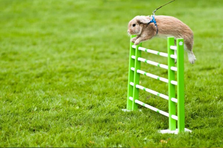 Rabbit Jumping: How to Get Started – Urbaki Pets