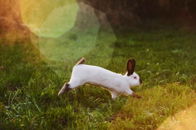 Rabbit Jumping: How to Get Started – Urbaki Pets