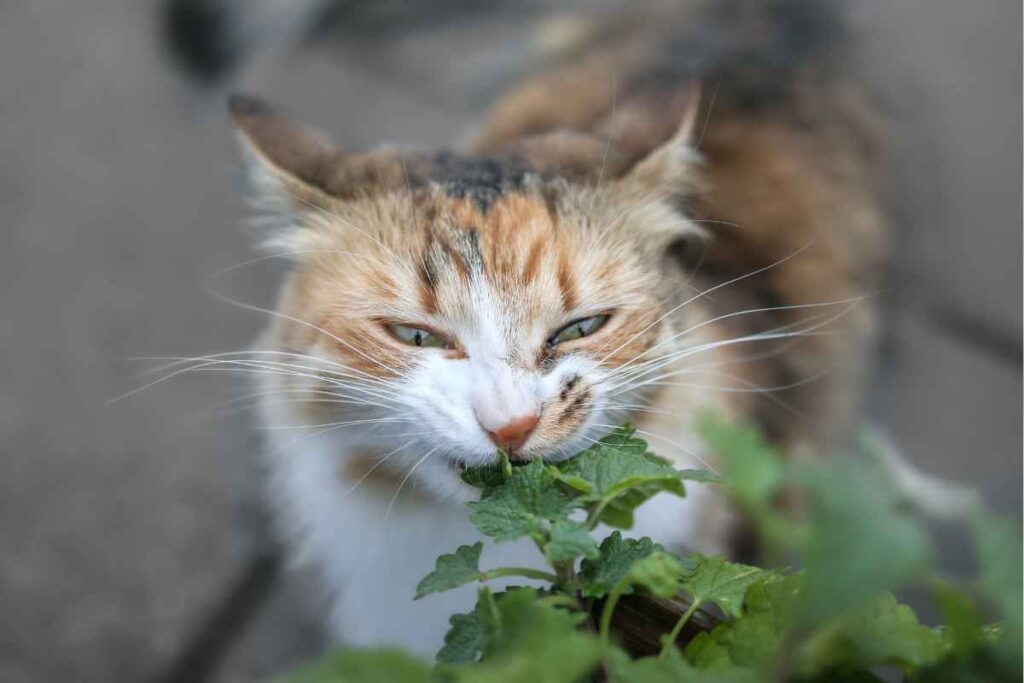 What is CATNIP – Effects and Benefits – Urbaki Pets