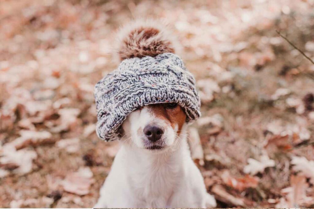 How to Tell if Your Dog is Cold? – Urbaki Pets