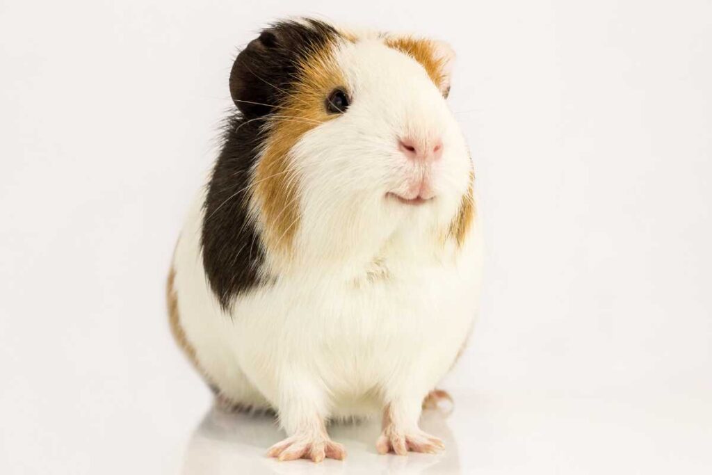 Increible! Guinea Pigs Body Language Explained – Urbaki Pets