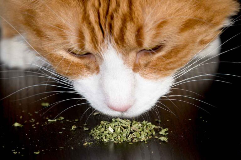What is CATNIP – Effects and Benefits – Urbaki Pets