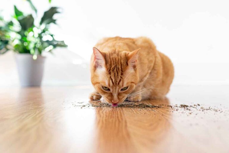 What is CATNIP – Effects and Benefits – Urbaki Pets